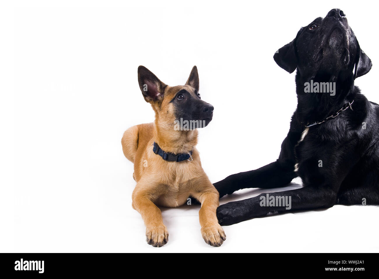 Malinois and Labradormix on white background Stock Photo - Alamy