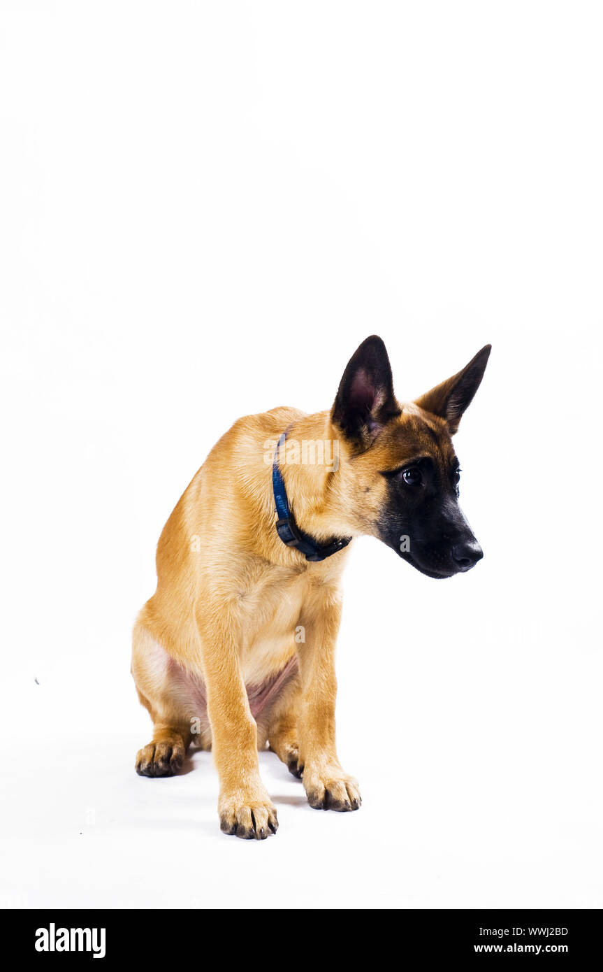 Malinois Sitting High Resolution Stock Photography and Images - Alamy
