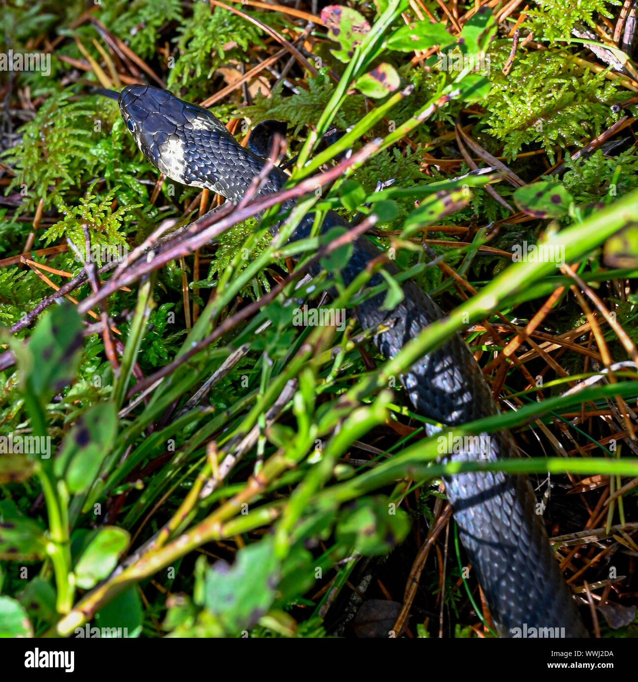Swedish snake hi-res stock photography and images - Alamy