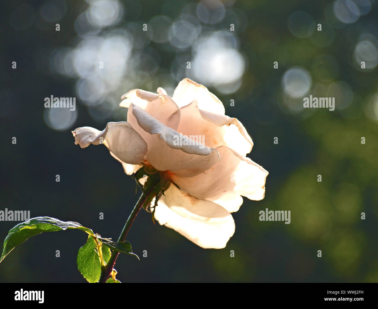 Translucent rose hi-res stock photography and images - Alamy