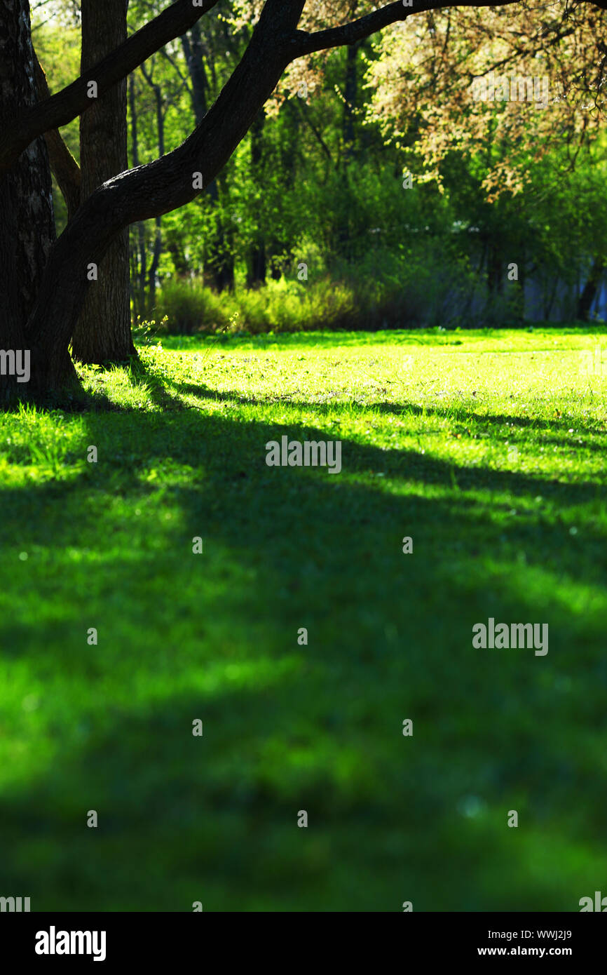 Spring Park nature background Stock Photo - Alamy