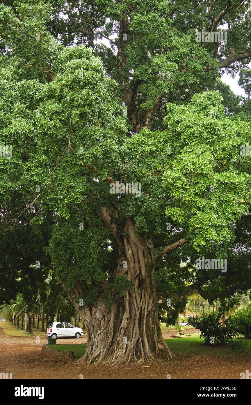 Buttress roots giant trees hi-res stock photography and images - Alamy
