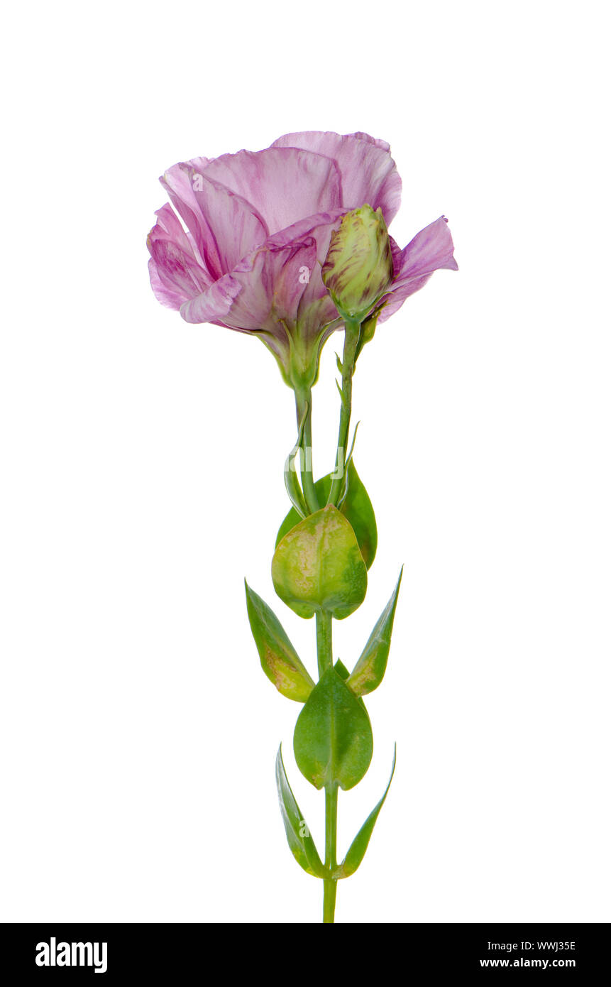 Side view of beautiful pink flower isolated on white Stock Photo - Alamy