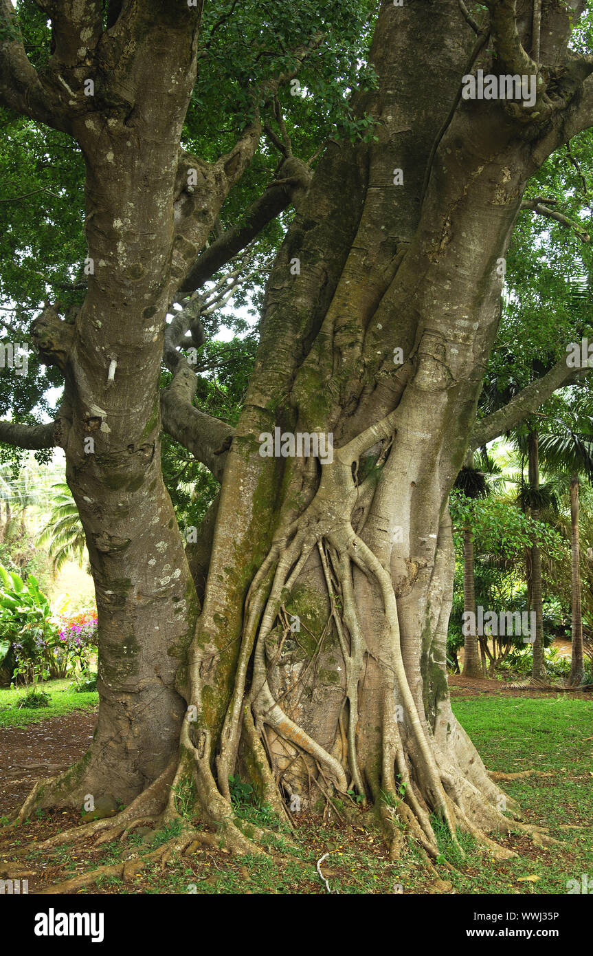 Buttress roots giant trees hi-res stock photography and images - Alamy