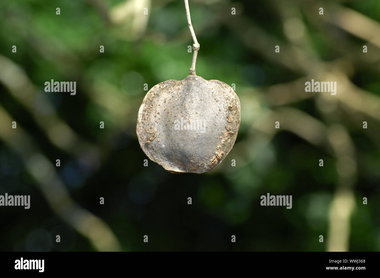 Jacaranda fruit hi-res stock photography and images - Alamy