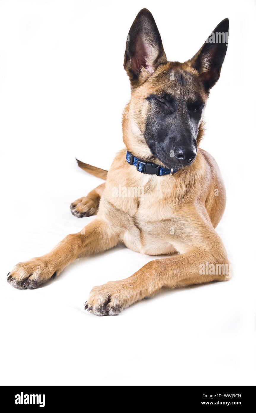 Malinois puppy on a white background Stock Photo - Alamy