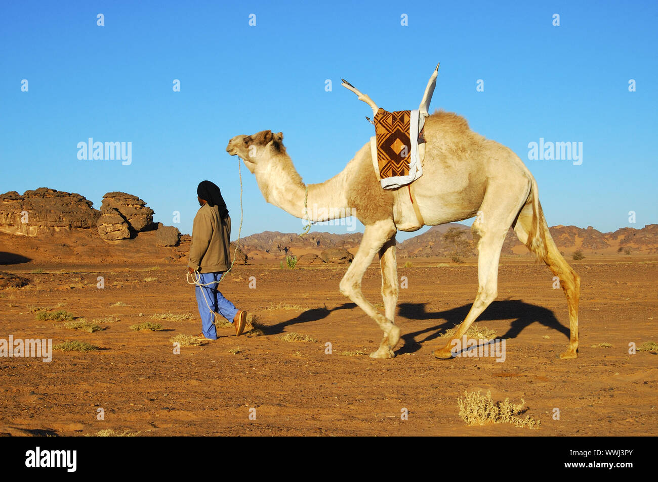 Libya tuareg camel africa desert hi-res stock photography and images ...