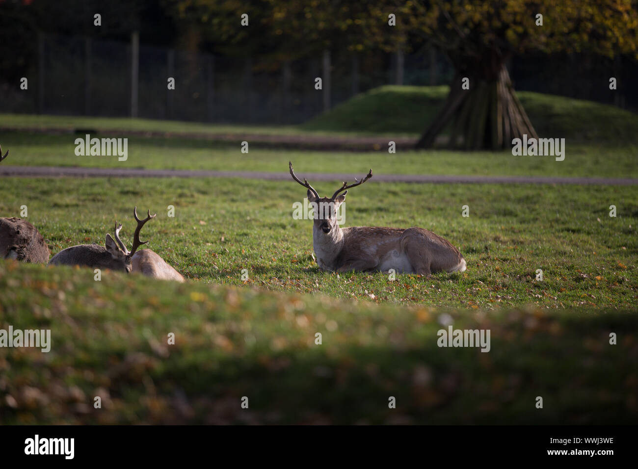 Deer chilling out Stock Photo - Alamy