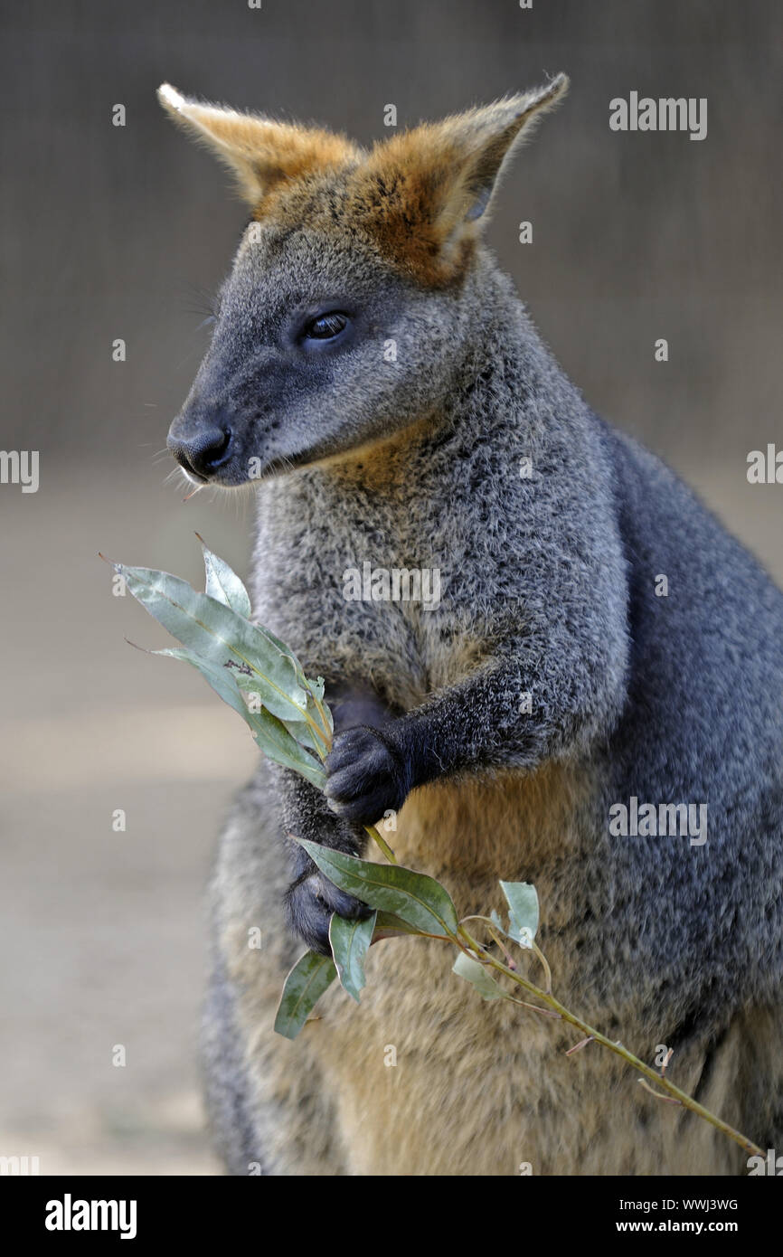 Swamp wallaby australia hi-res stock photography and images - Alamy