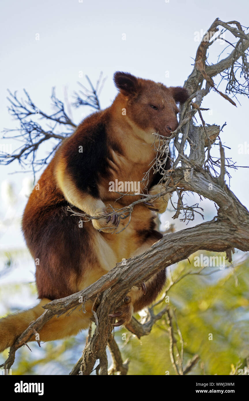 very rare tree kangaroo, Dendrolagus goodfellowi, Australia Stock Photo ...