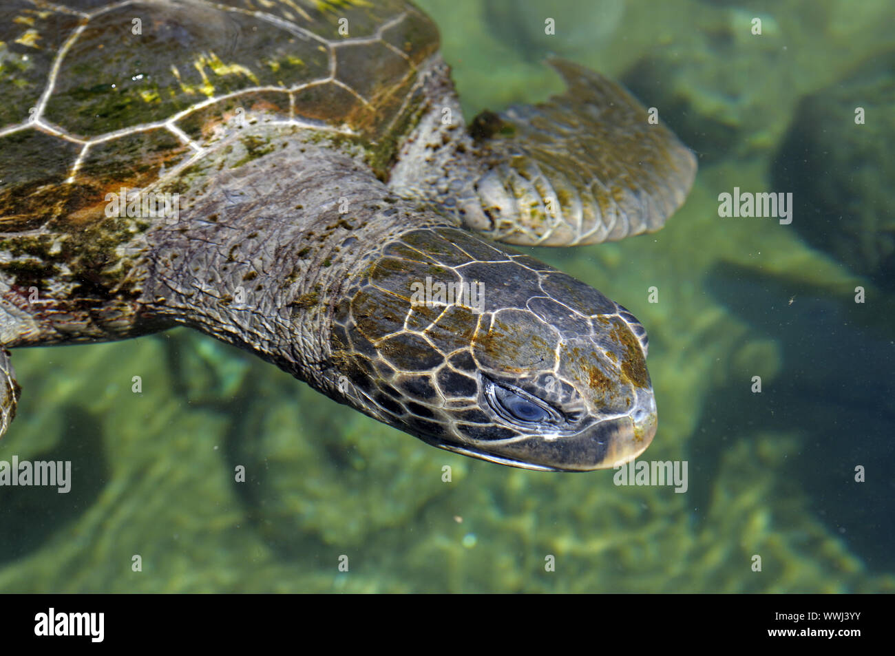 green sea turtle, Chelonia mydas, Queensland, Australia Stock Photo - Alamy