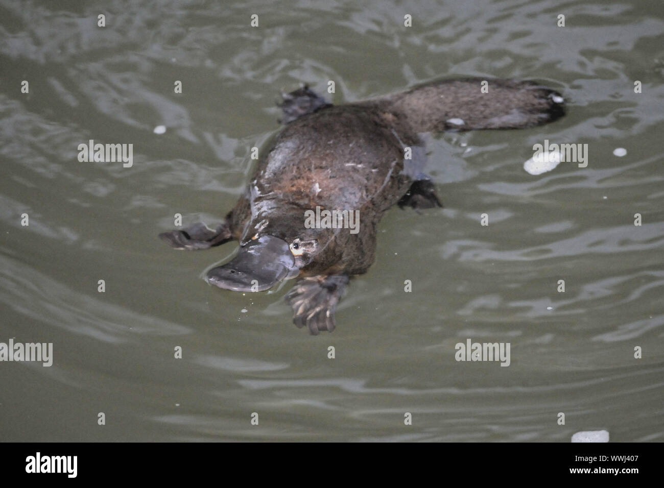 Platypus, Ornithorhynchus anatinus, in its natural habitat Stock Photo ...