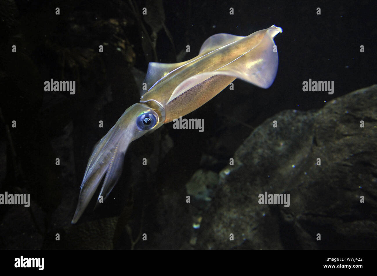 Southern squid, Sepioteuthis australis Stock Photo - Alamy