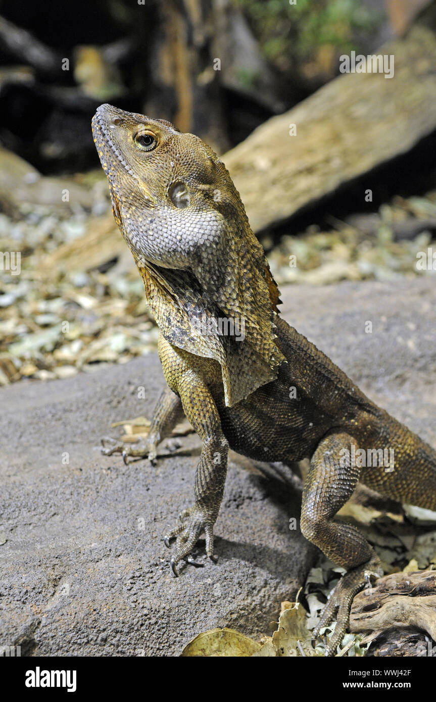 Chlamydosaurus High Resolution Stock Photography and Images - Alamy