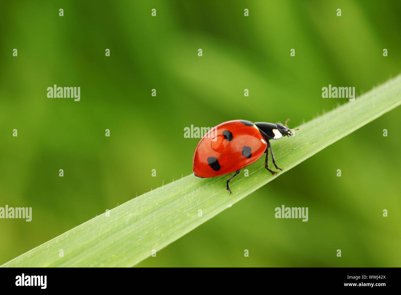 ladybug on grass nature background Stock Photo - Alamy