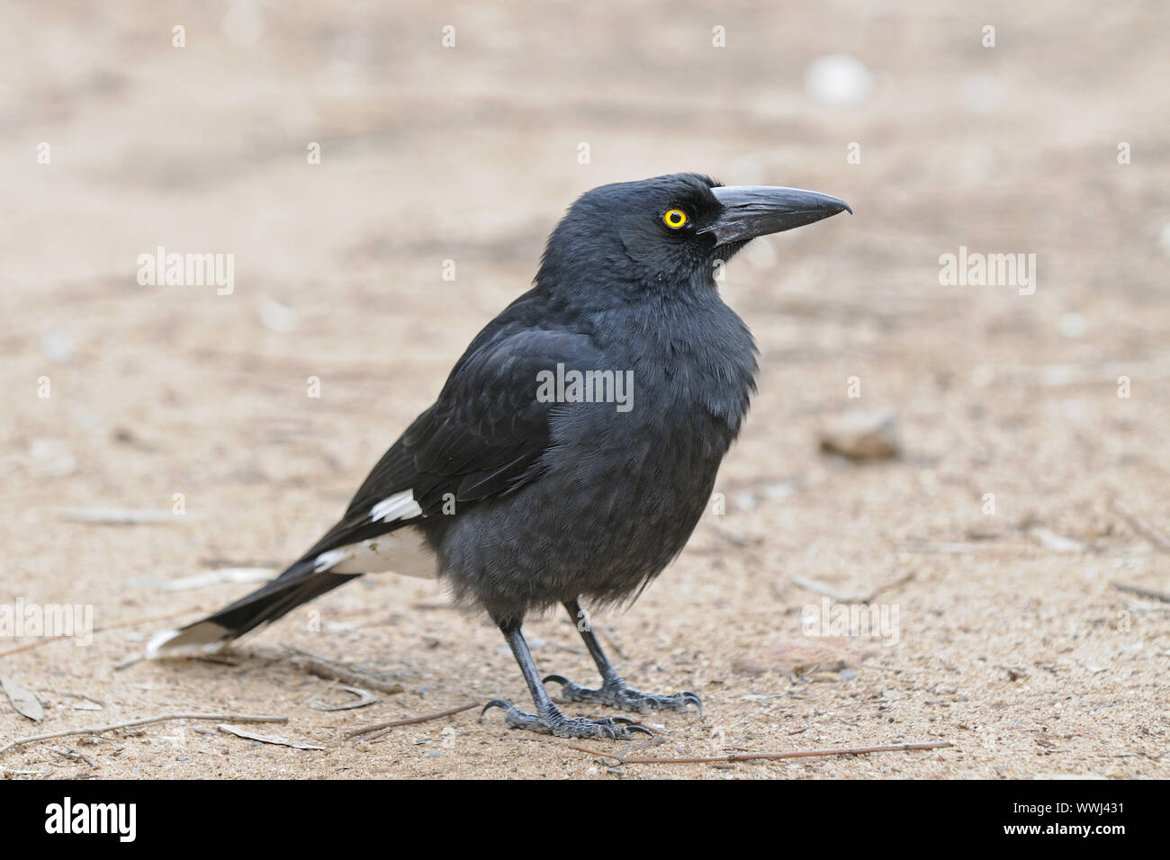 Black Choke Crow, Black Currawong, Strepera gracinula Stock Photo - Alamy