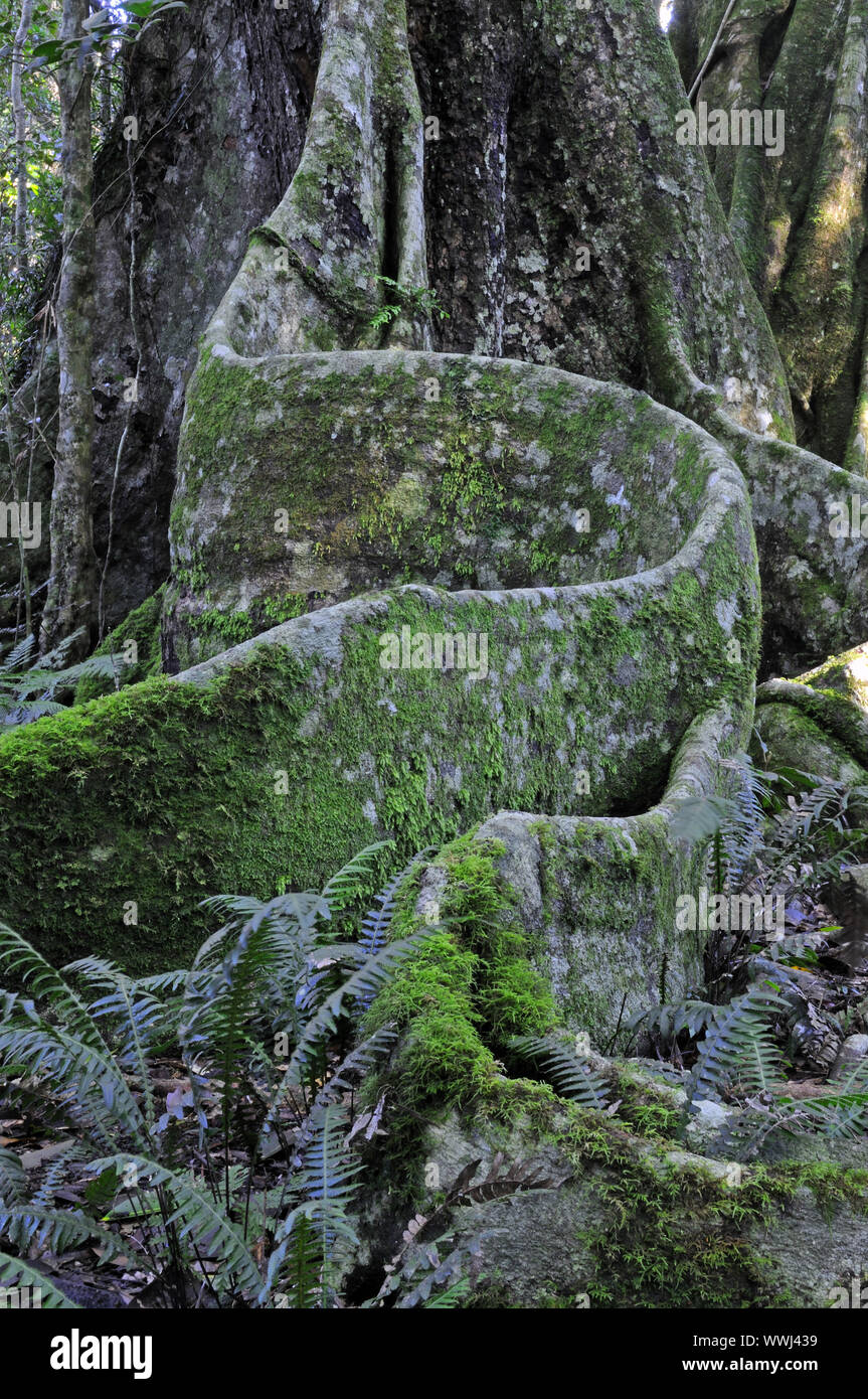 typical tap roots of a primeval forest giant in lamington np, australia ...