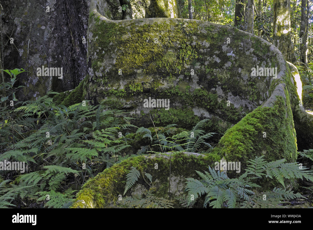 Tap forest hi-res stock photography and images - Alamy