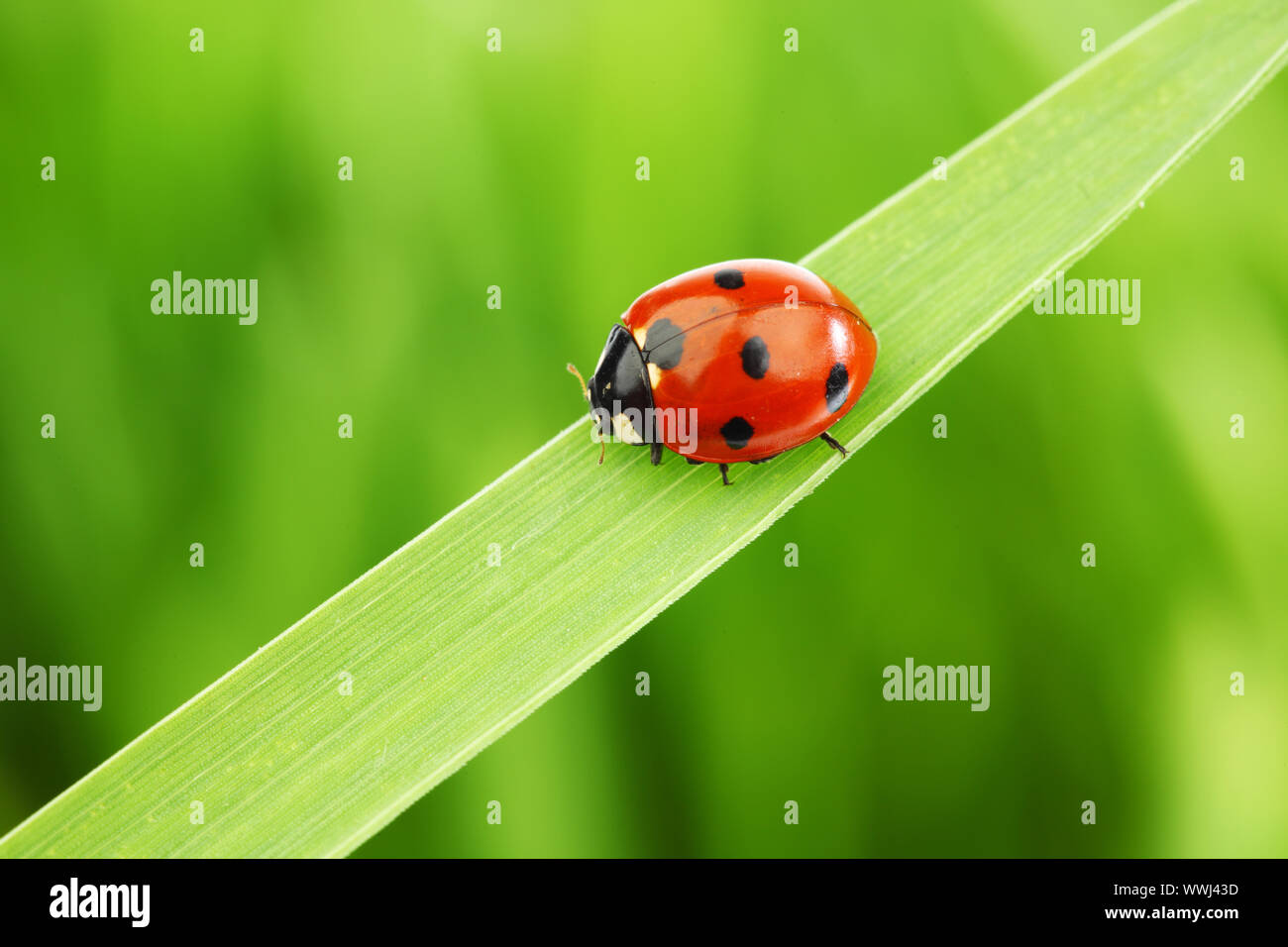 ladybug on grass nature background Stock Photo - Alamy