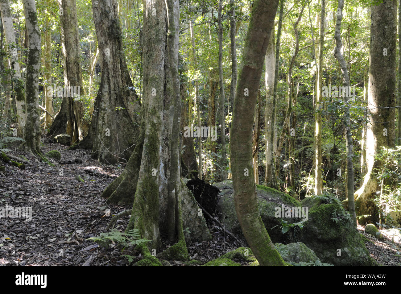 typical tap roots of primeval forest giants in lamington np, australia ...