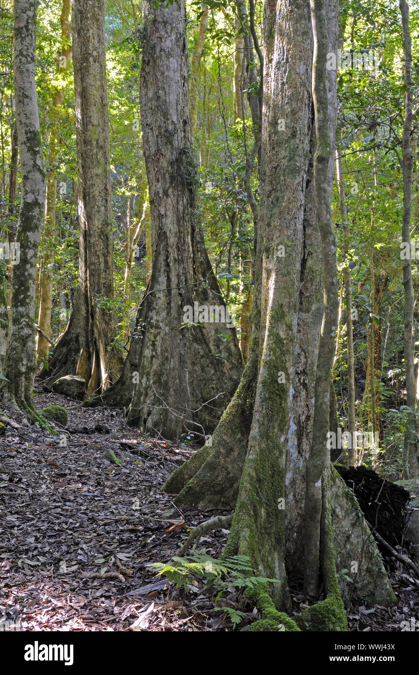 typical tap roots of primeval forest giants in lamington np, australia ...