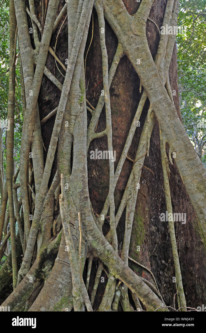 strangler fig wraps around primeval forest tree in lamington np ...