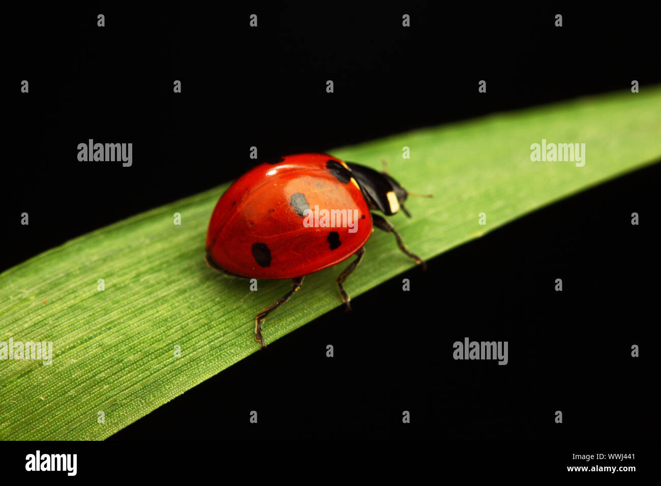 ladybug on grass isolated on white background Stock Photo - Alamy