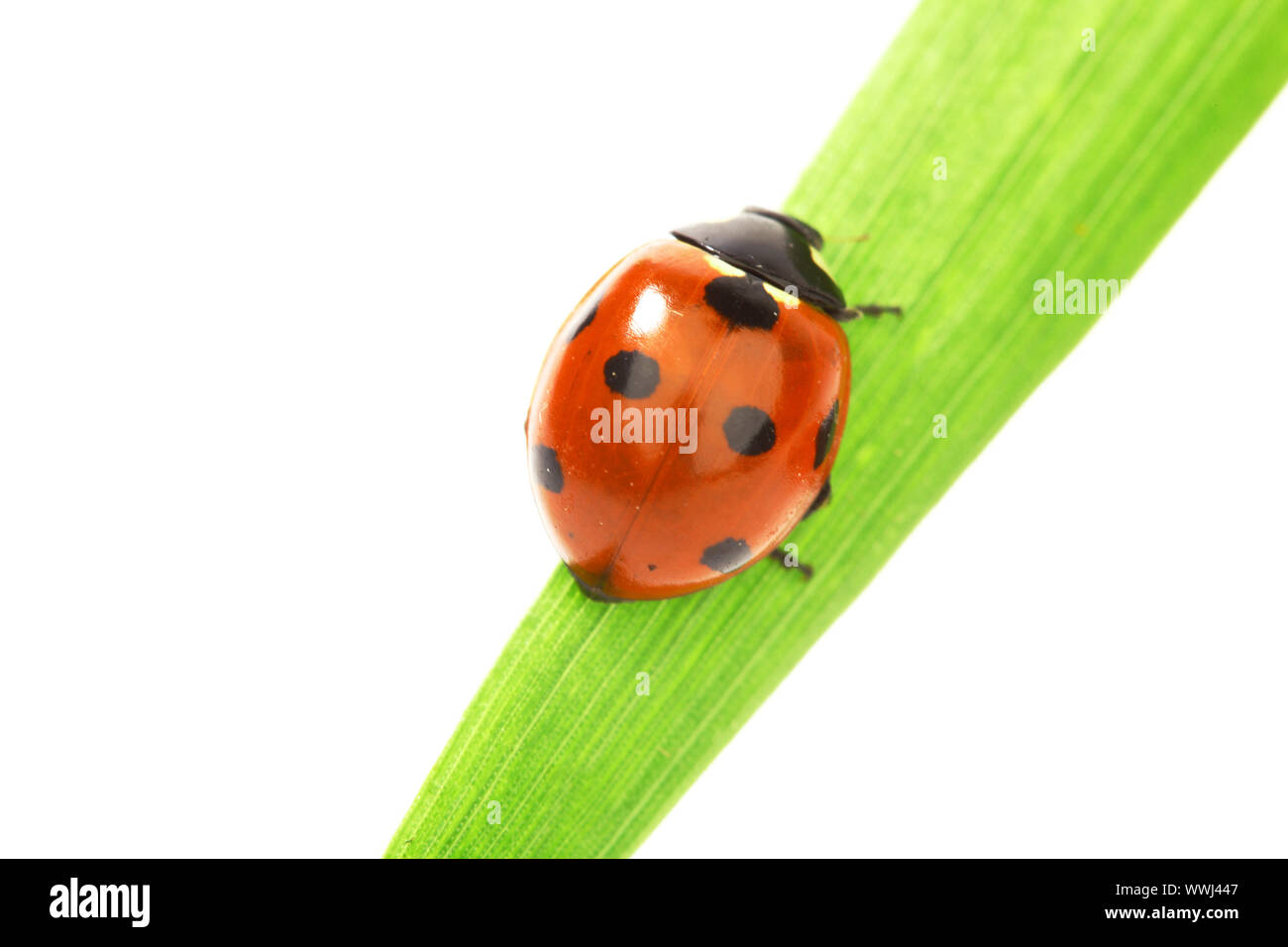 ladybug on grass isolated on white background Stock Photo - Alamy