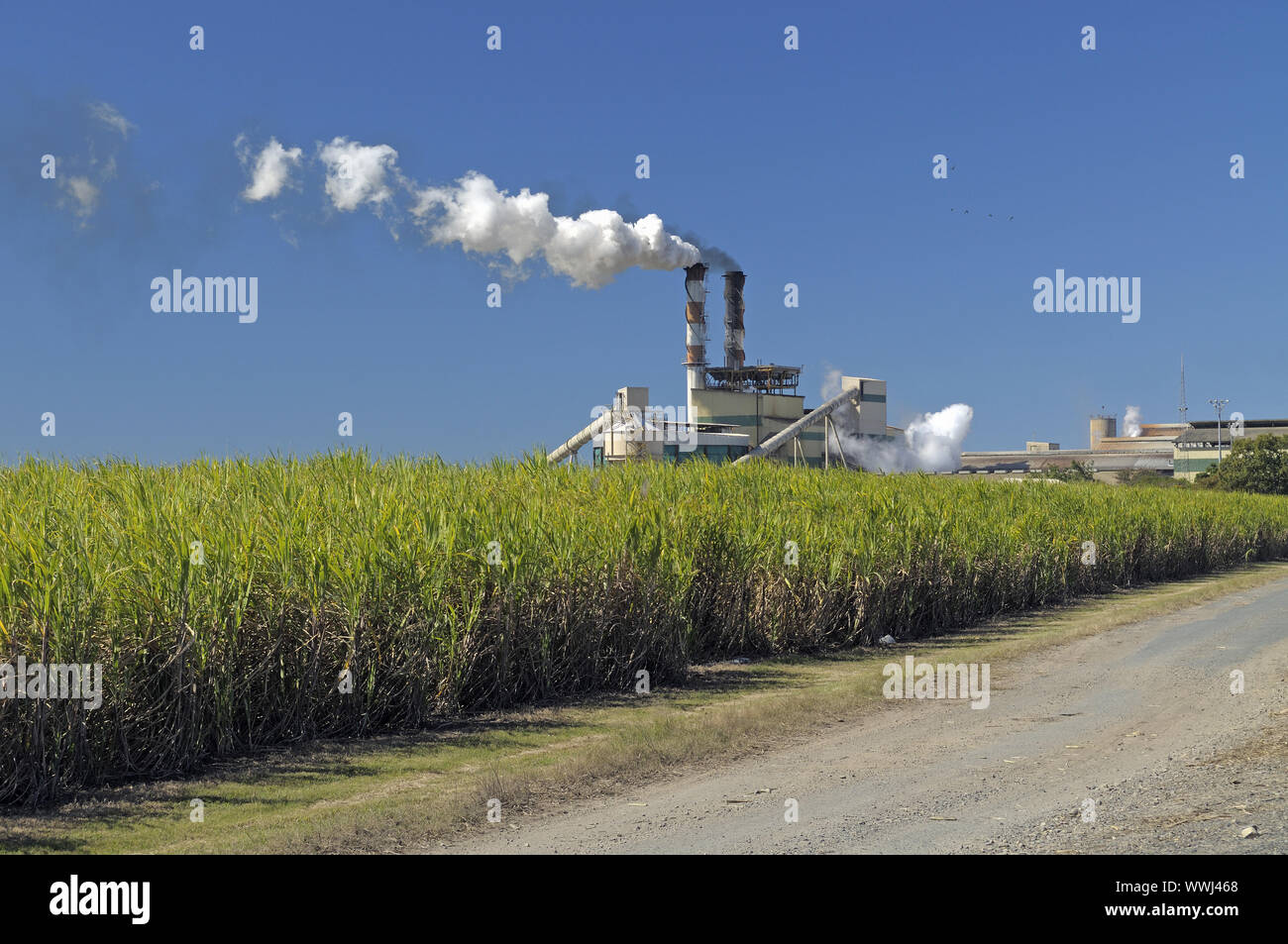 Sugar Cane Factory