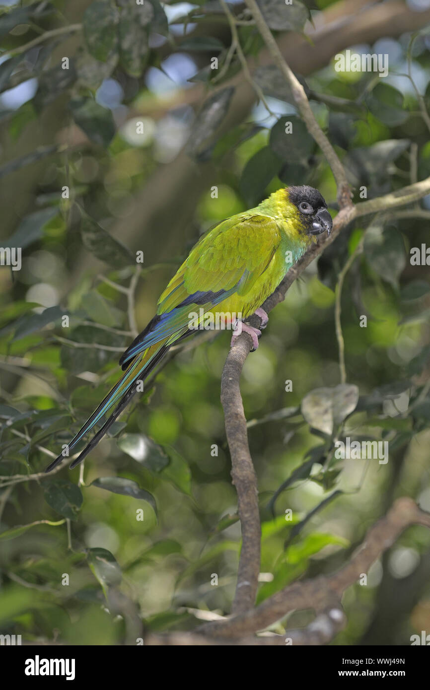 Australian Ring Parakeet, Barnardius zonarius, South Australia Stock ...