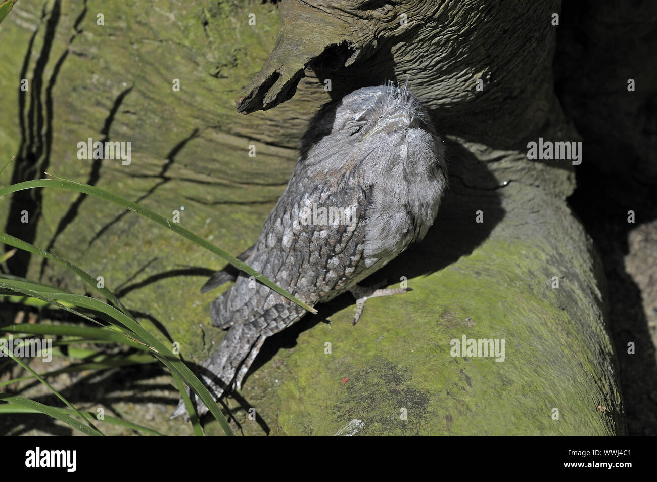 Podargus strigoides, Queensland, Australia Stock Photo - Alamy