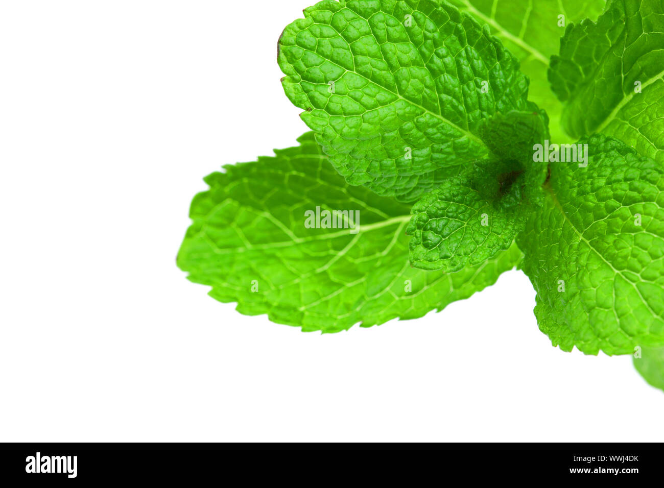 mint isolated on white background Stock Photo - Alamy