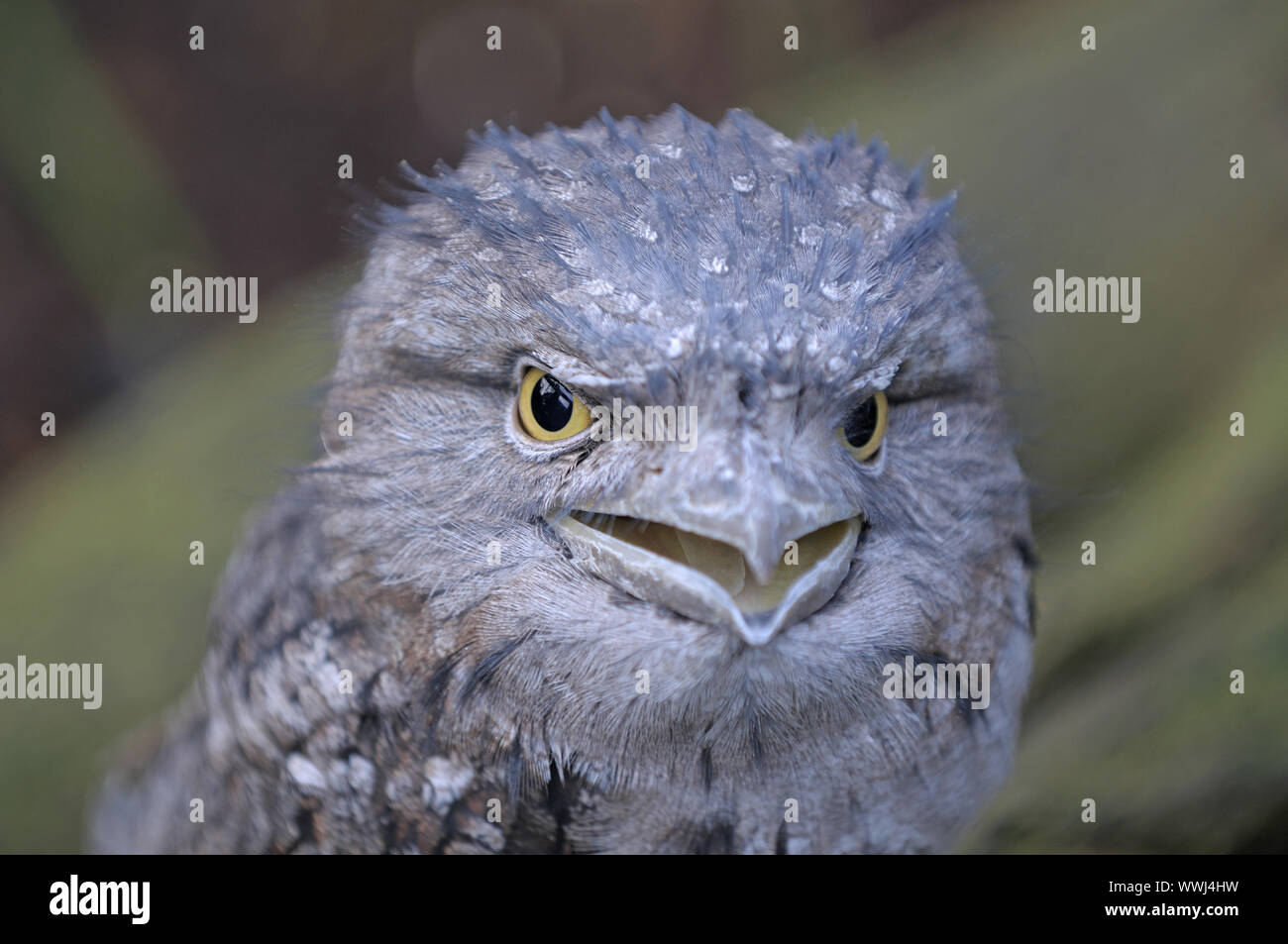 Podargus strigoides, Queensland, Australia Stock Photo - Alamy