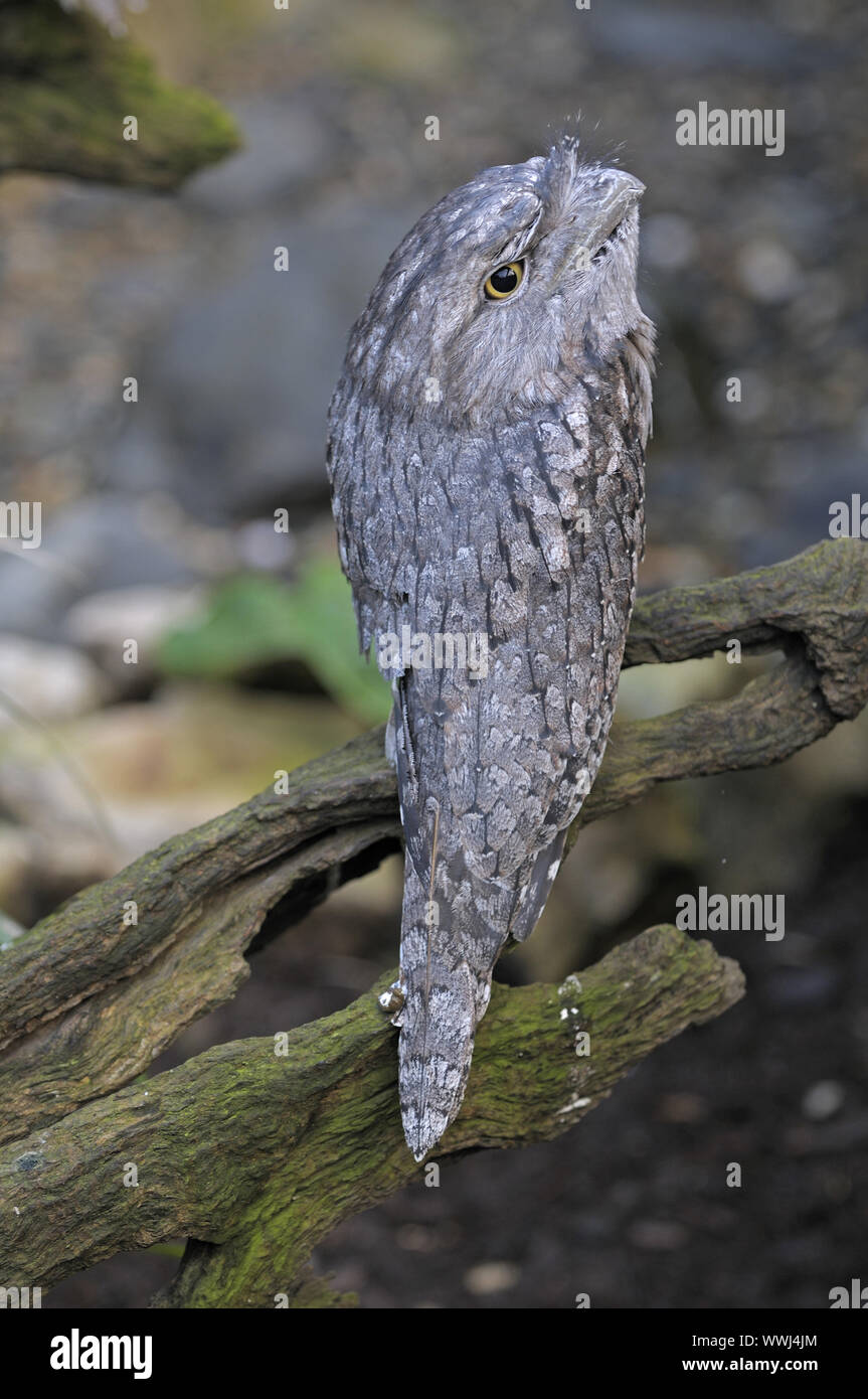 Podargus strigoides, Queensland, Australia Stock Photo - Alamy