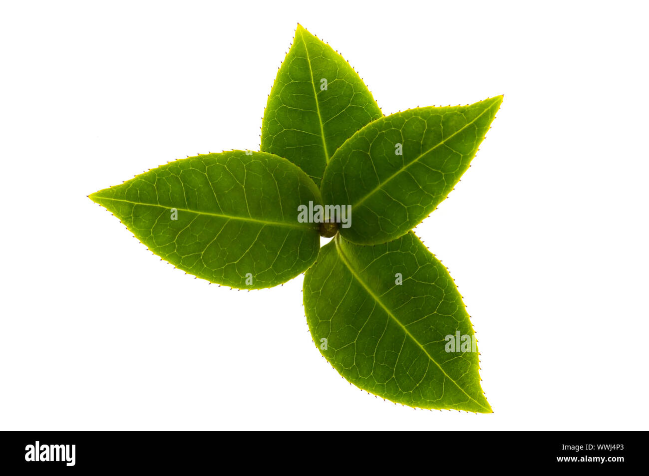 fresh tea branch isolated on the white background Stock Photo - Alamy