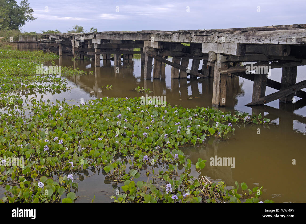 typical bridge on the Transpantaneira in the Pantanal Stock Photo - Alamy
