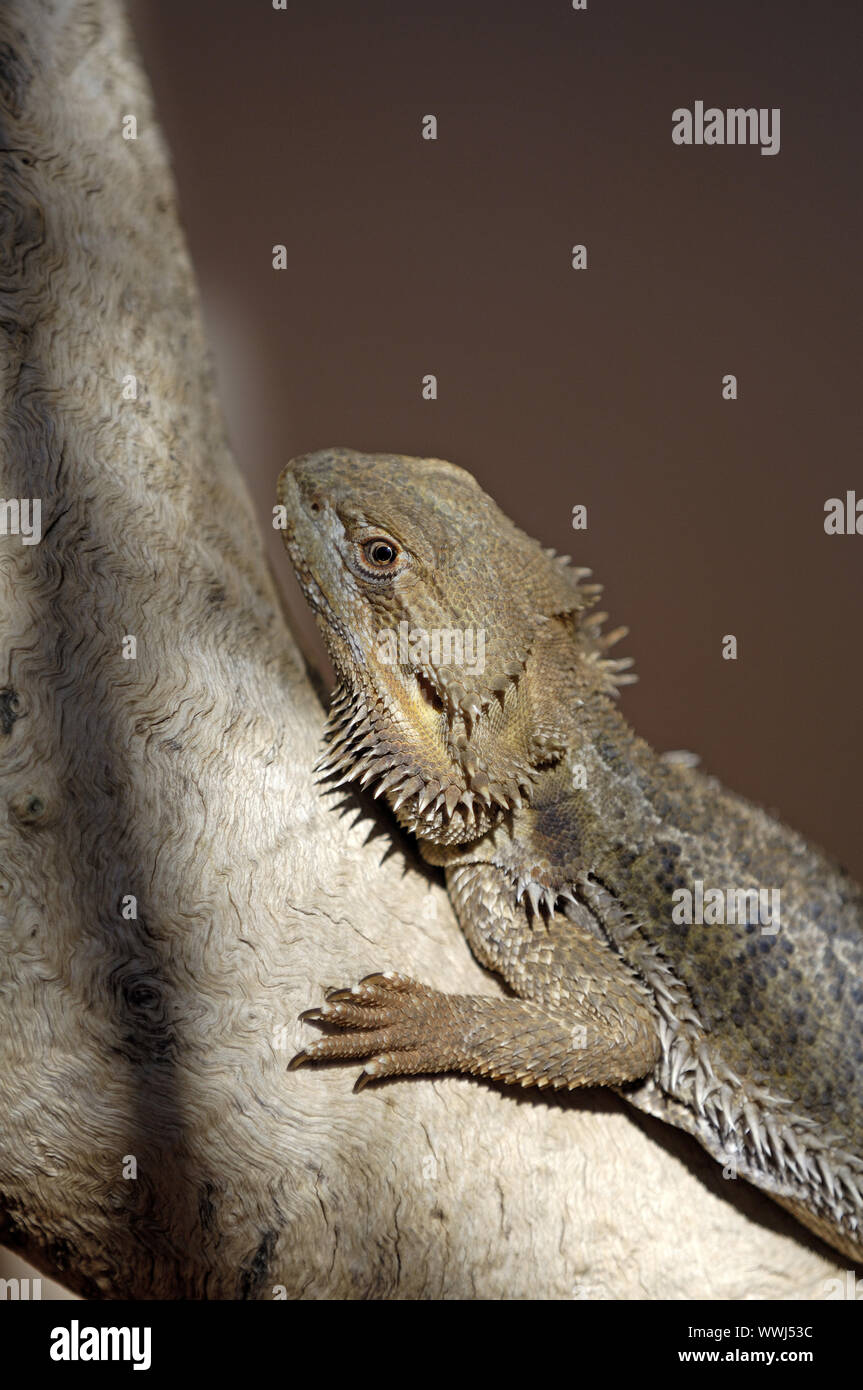 Amphibolurus barbatus, Northern territory Australia Stock Photo - Alamy