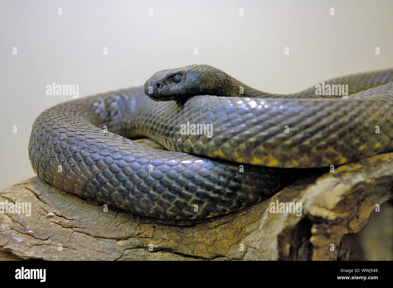 Inland taipan hi-res stock photography and images - Alamy