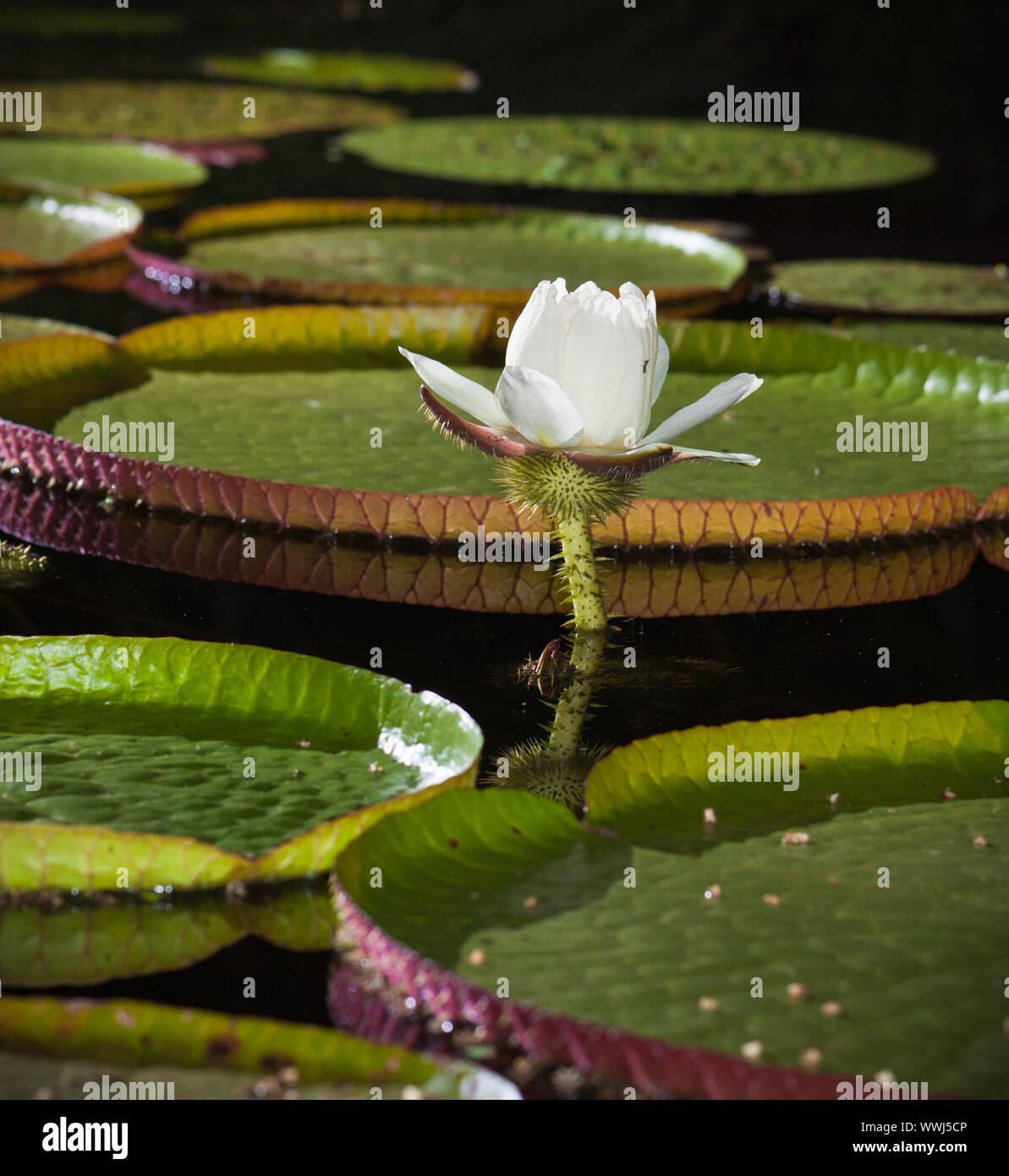 Victoria amazonica nymphaea victoria hi-res stock photography and ...