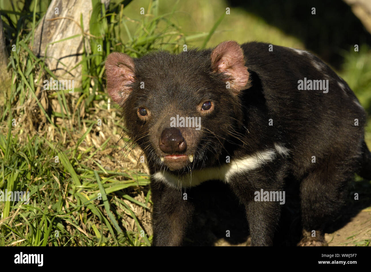 Tasmanian devil, Sarcophilus harrisii, Tasmania Stock Photo - Alamy