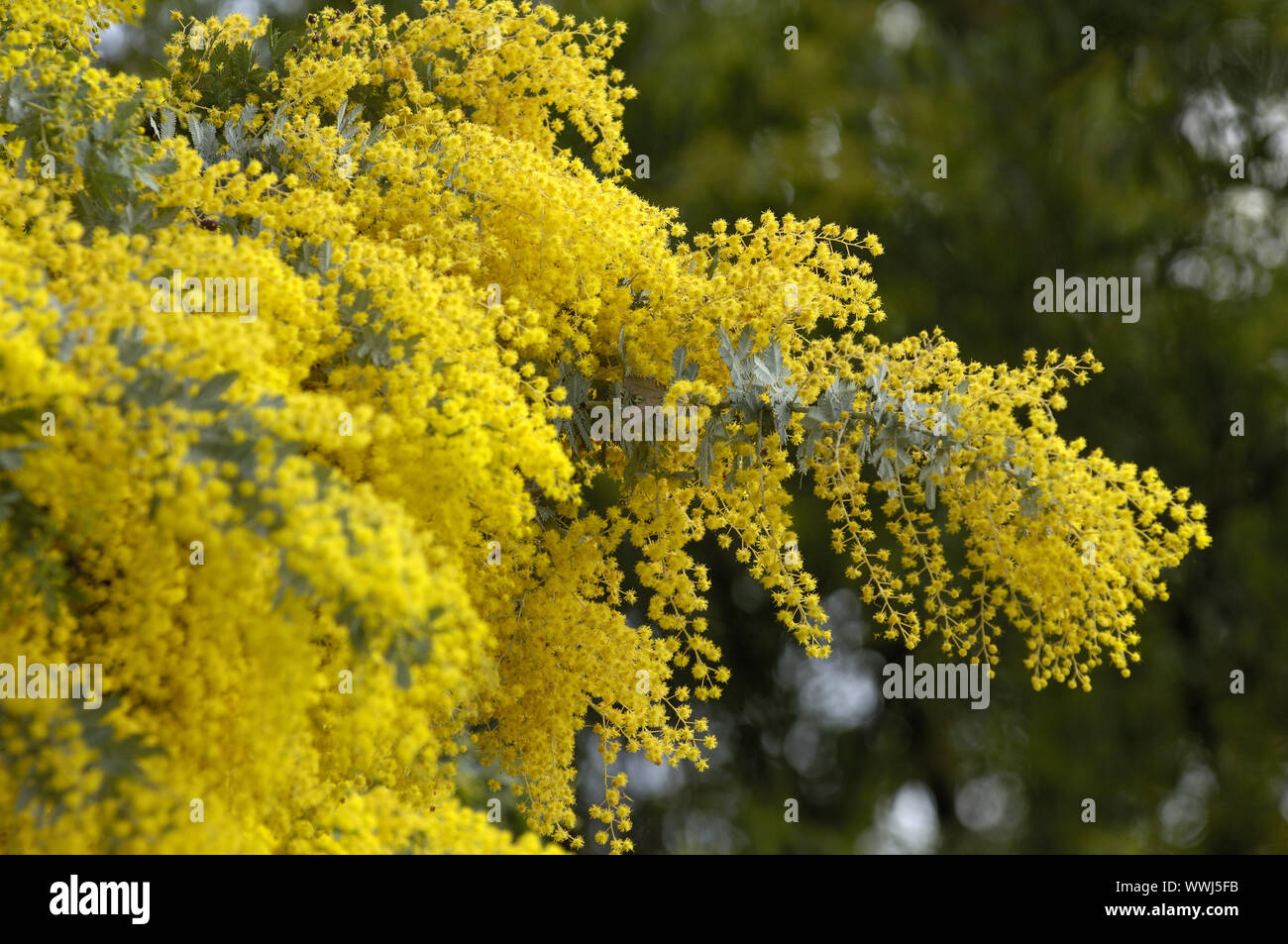 Golden Wattle, Acacia spp., Nationalblume Australiens, Victoria Stock ...