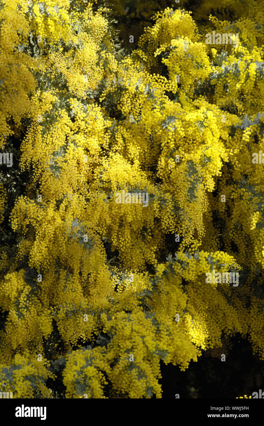 Golden Wattle Acacia High Resolution Stock Photography and Images - Alamy
