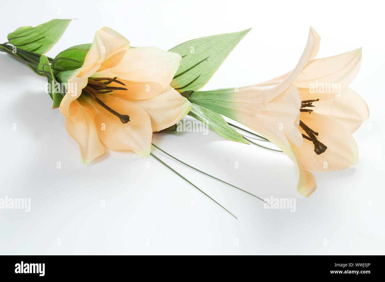 Two lillies isolated on white Stock Photo - Alamy