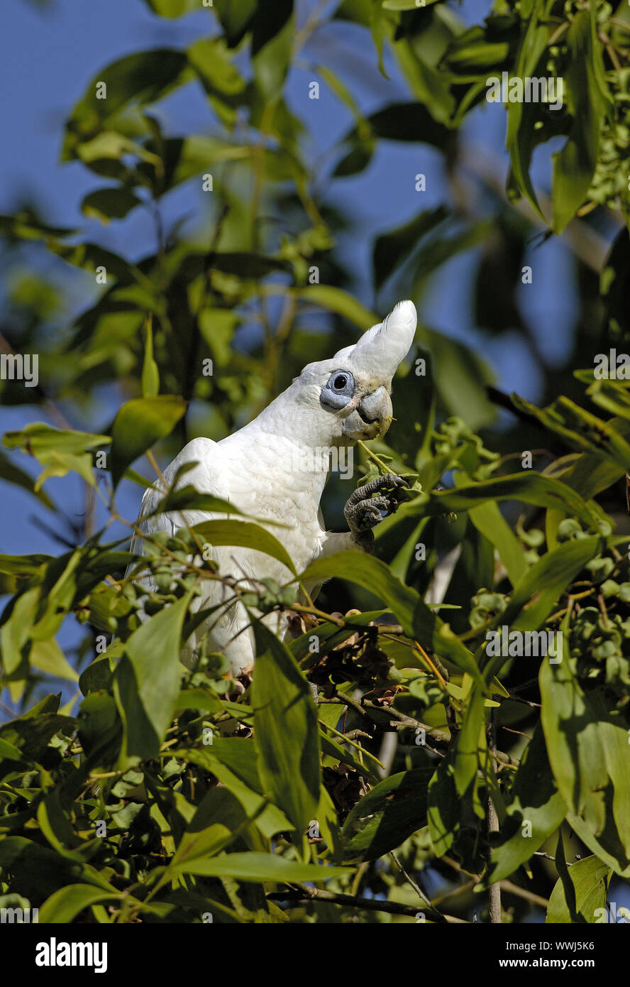 small bare-eyed cockatoo, Cacatua sanguinea, Kakadu NP, Northern ...