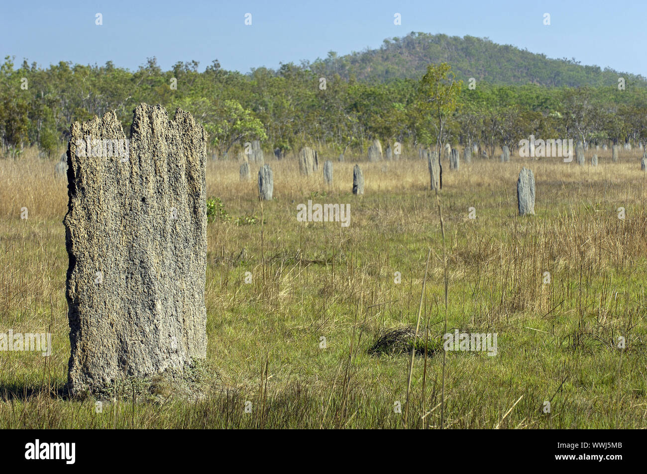 magnetic termite, compass termite, termite mound, Northern Territory ...