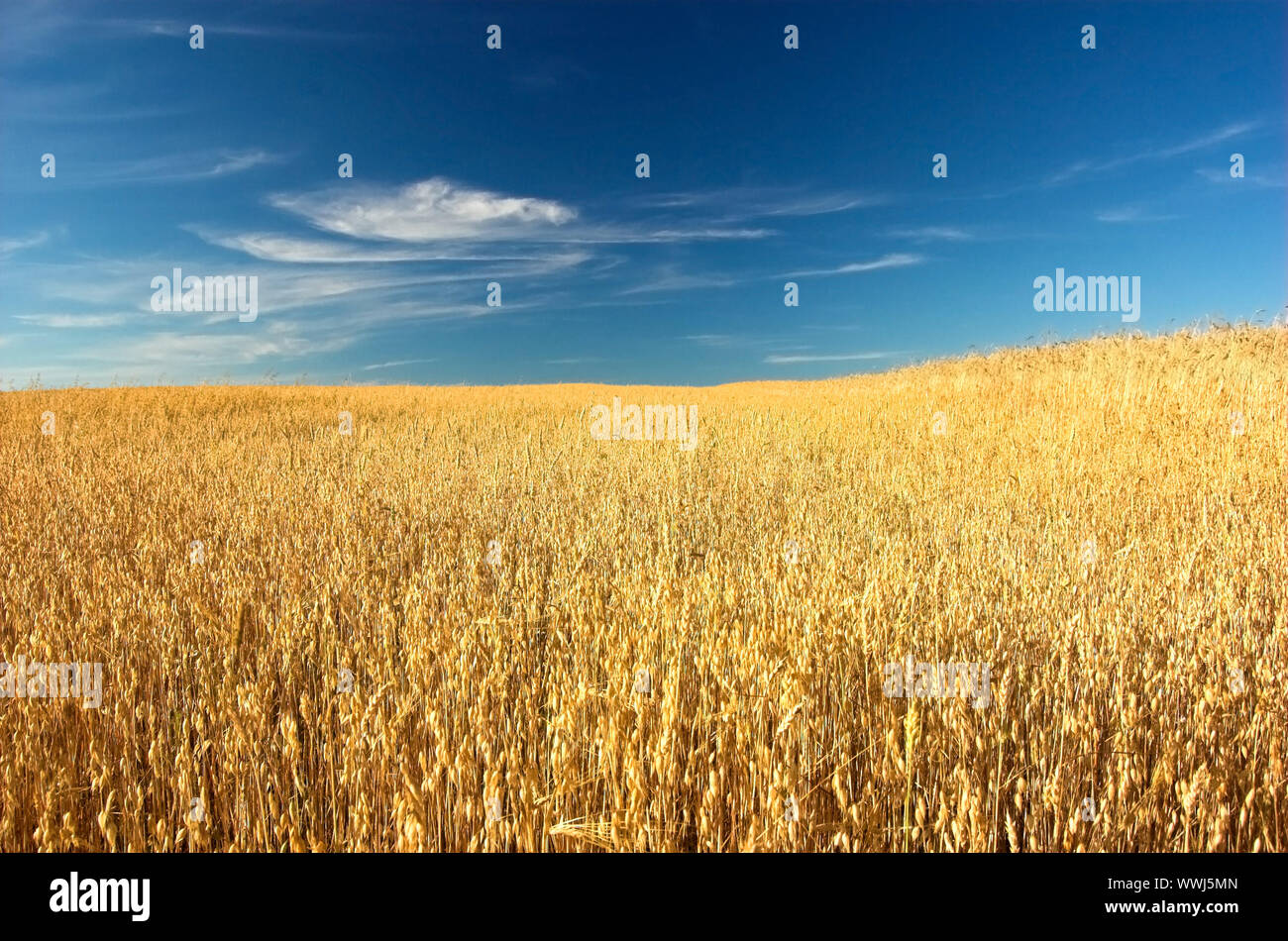 Wheat field landscape Stock Photo - Alamy