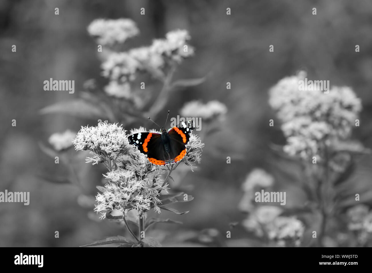 B&W image of beautiful BUTTERFLY in colour sitting on flower ready to ...