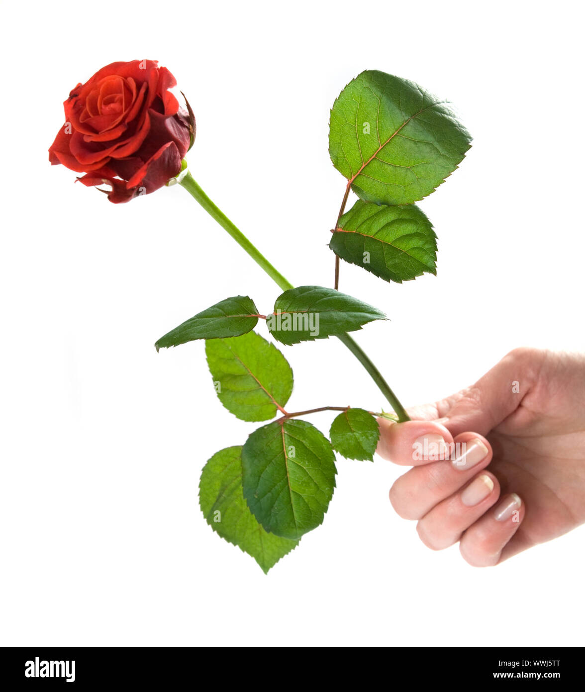 Giving a rose. Woman's hand holding red beautiful rose. Conceptual ...