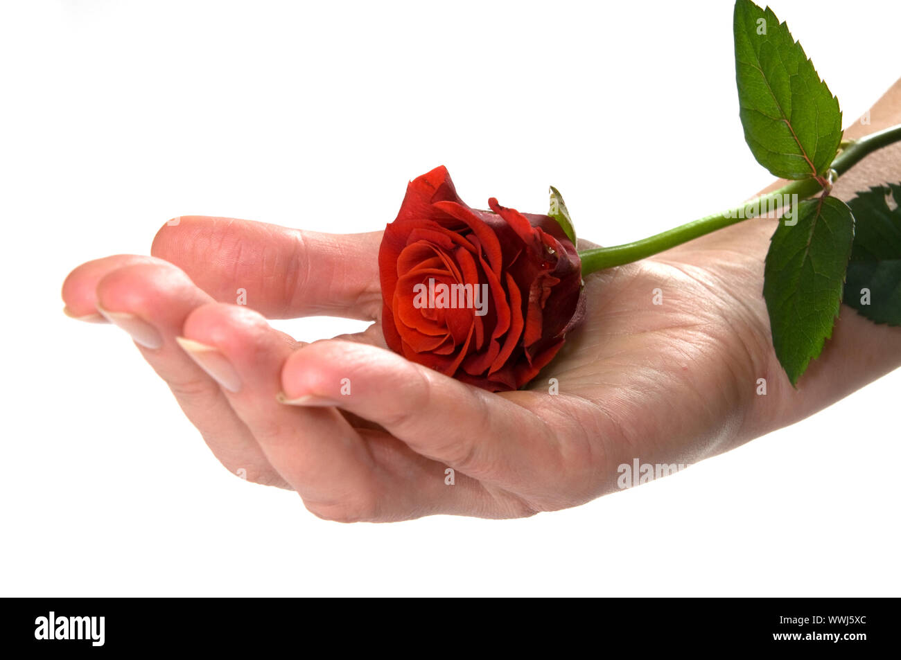 Red rose lying on hand. Conceptual, isolated on white Stock Photo - Alamy