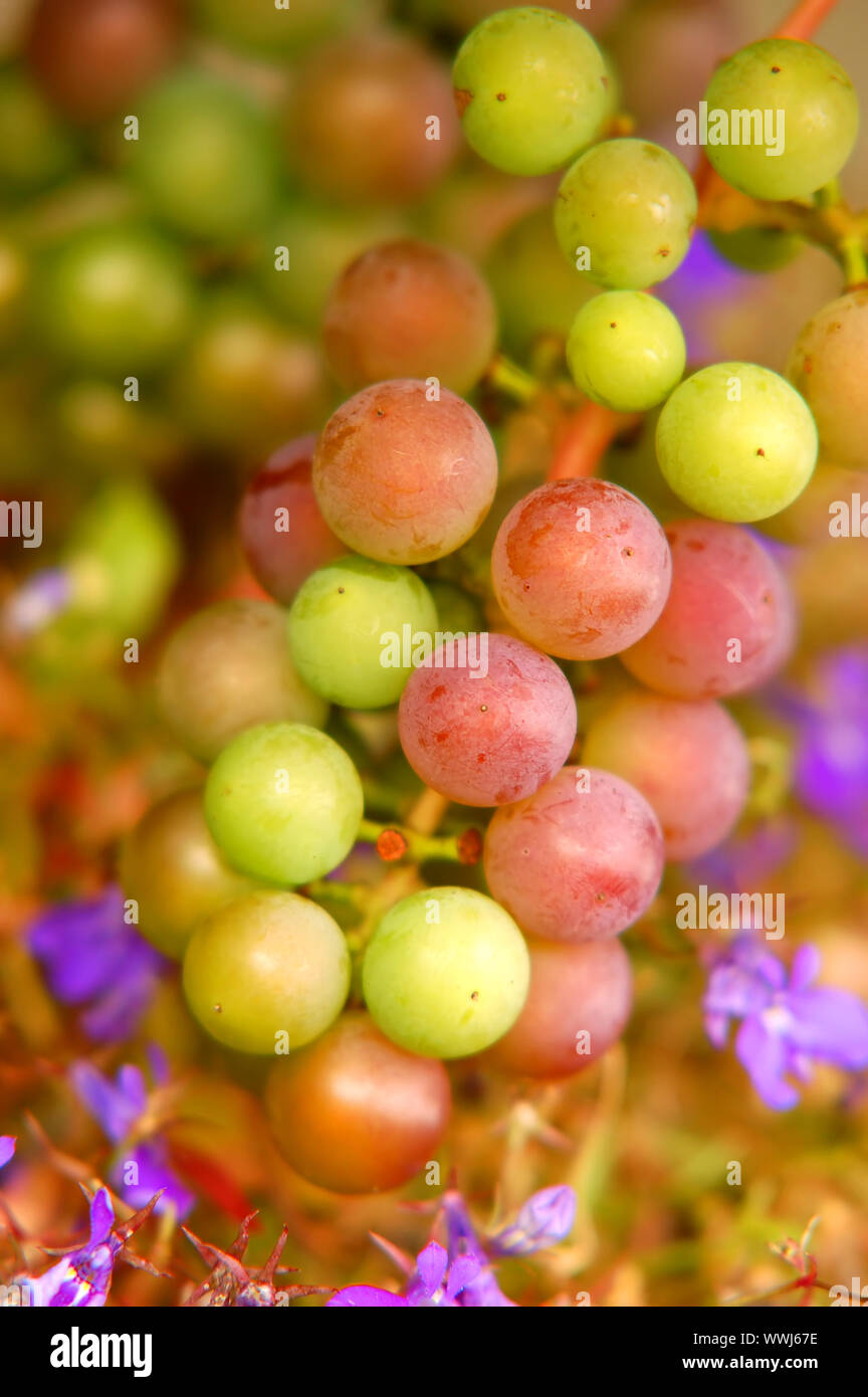 a bunch of colourful grapes Stock Photo - Alamy